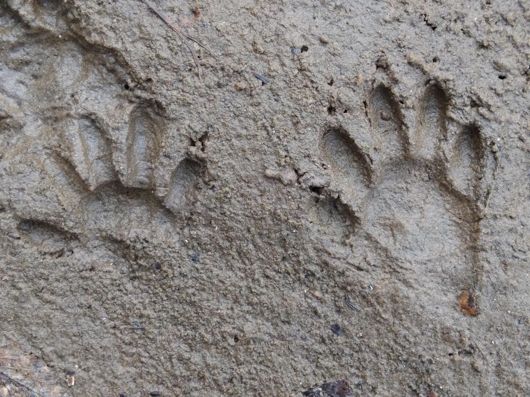 Wildlife Tracking in City and Country - Natural Awareness