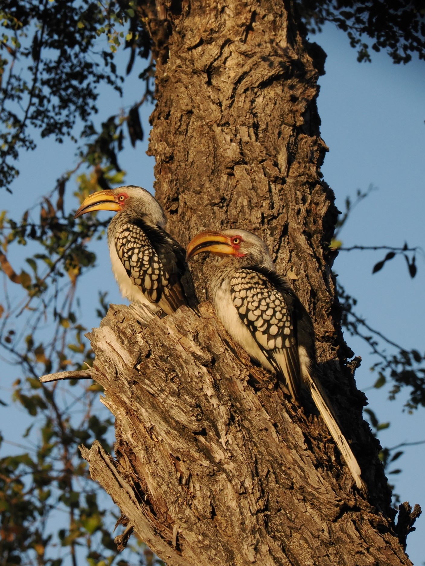 Stories from South Africa: Southern Yellow-Billed Hornbills - Natural ...